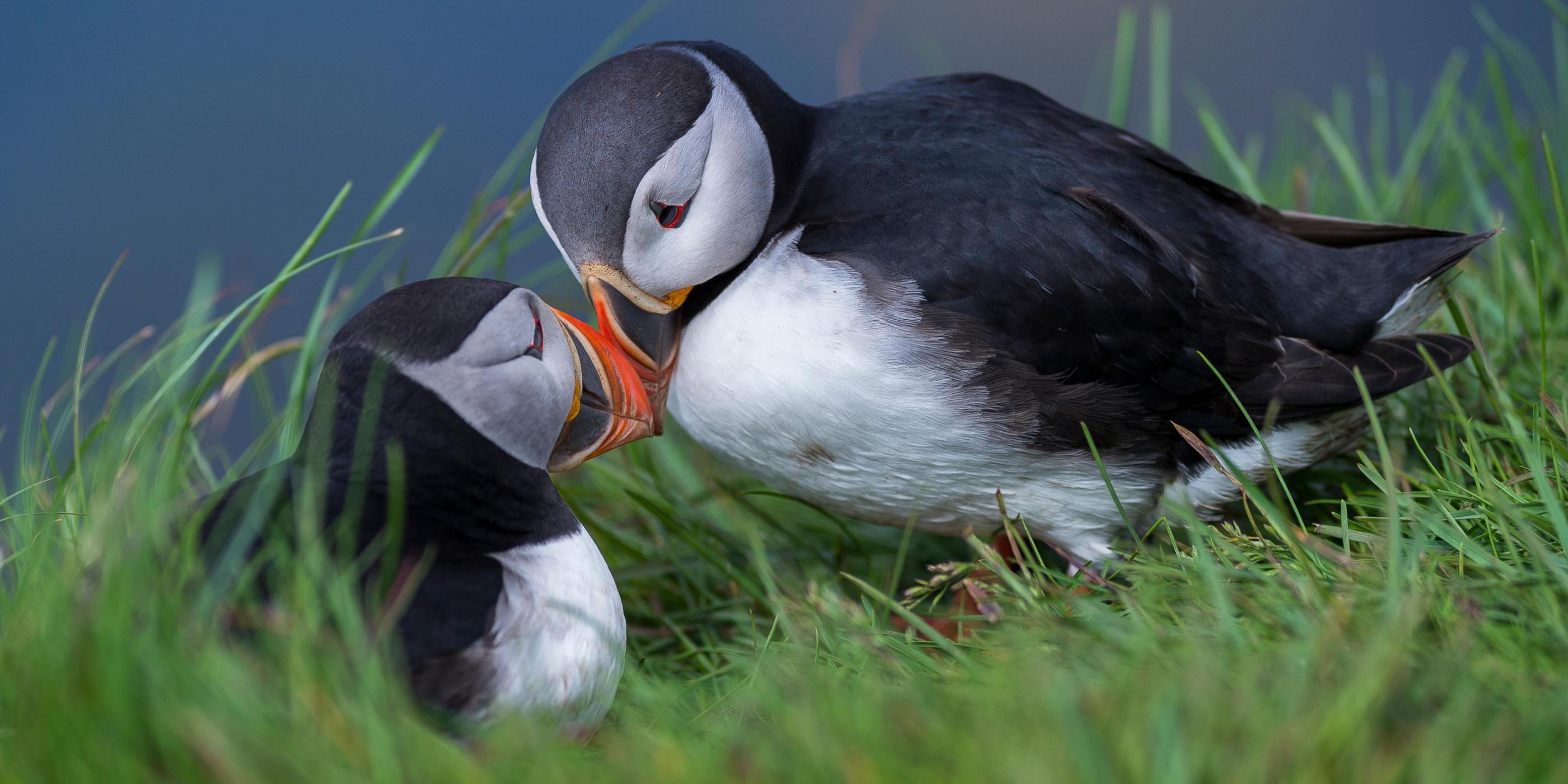 Where and When to See Puffins in Scotland | Puffin Watching Guide